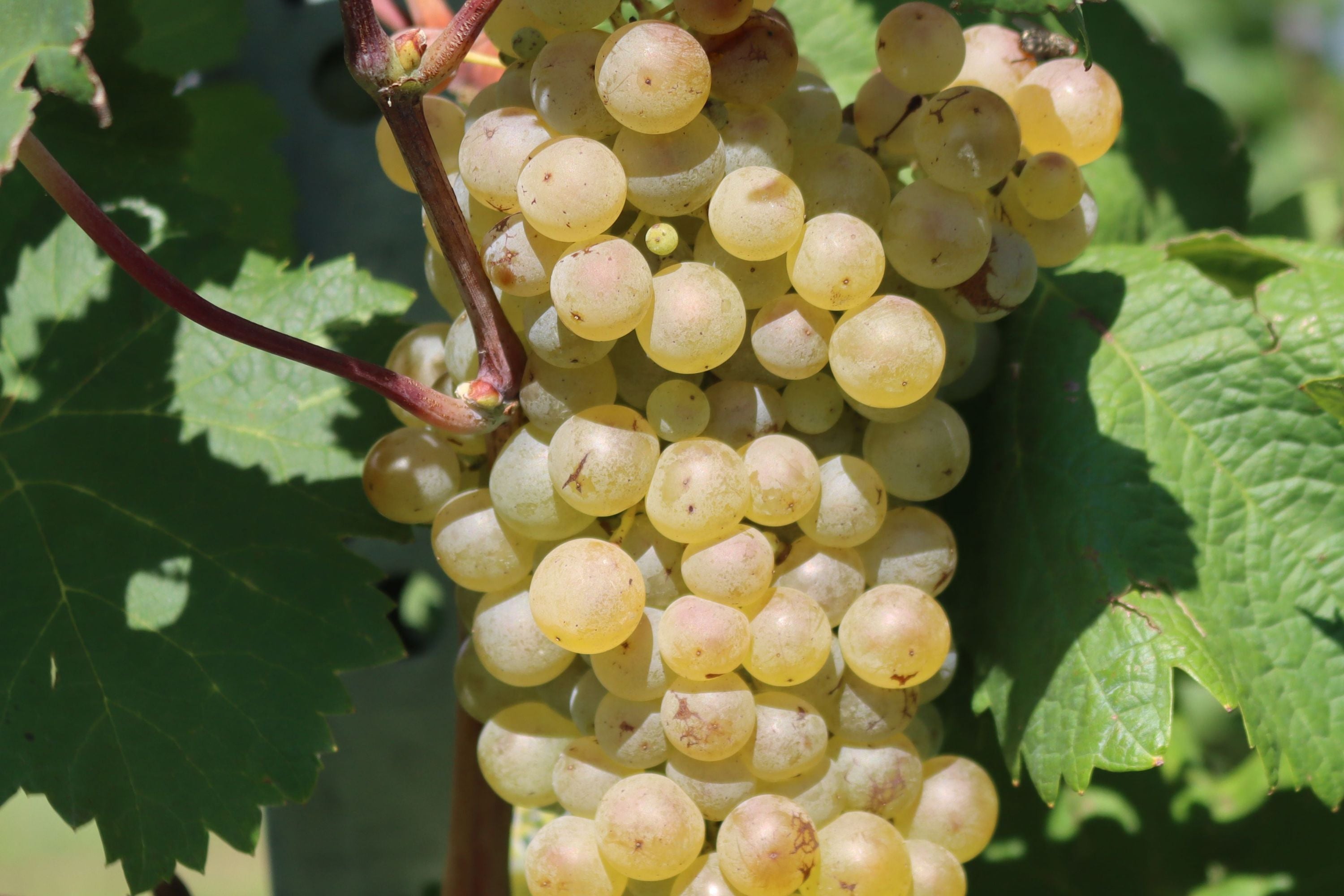 Glera – Wein unter Freunden