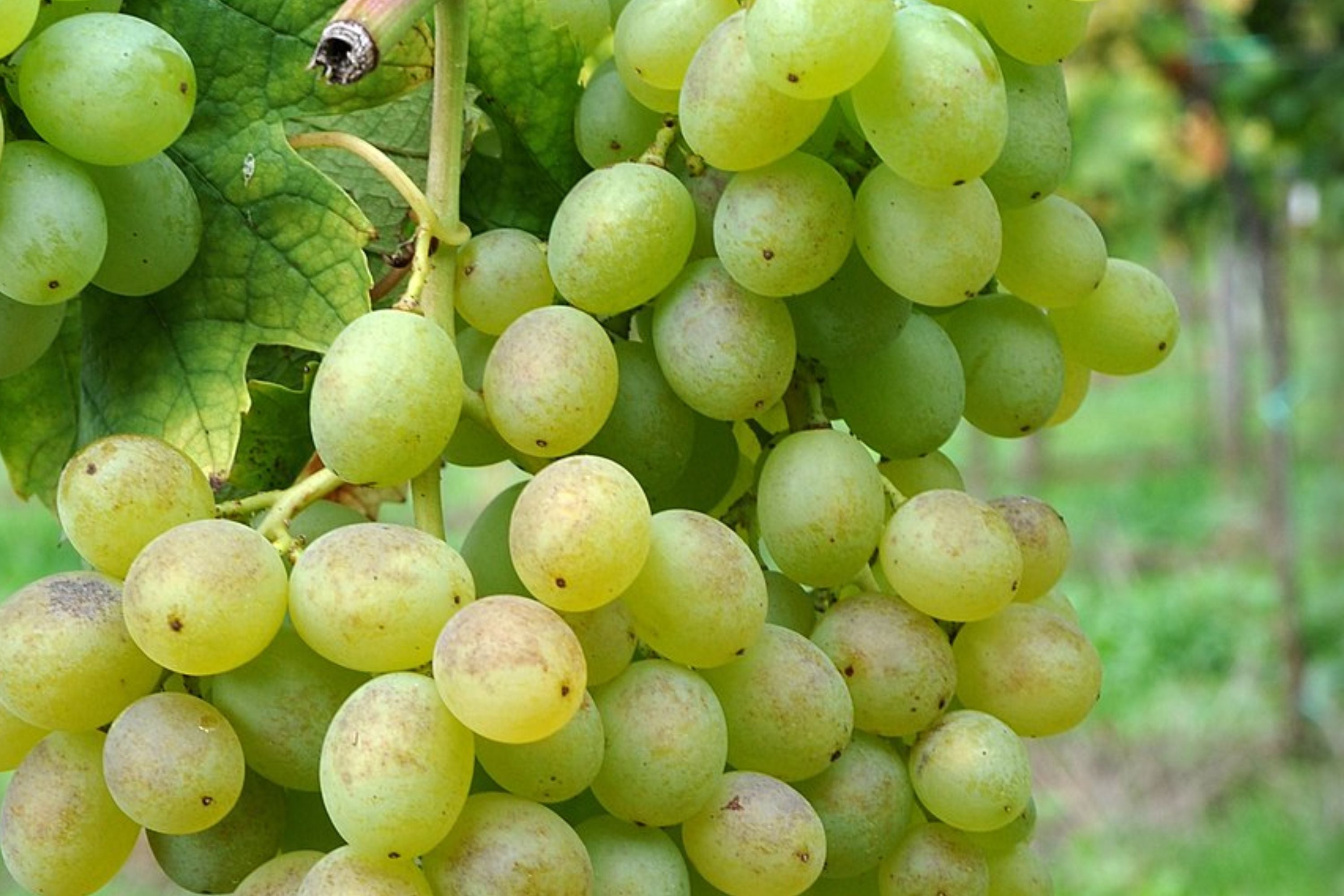 Inzolia – Wein unter Freunden