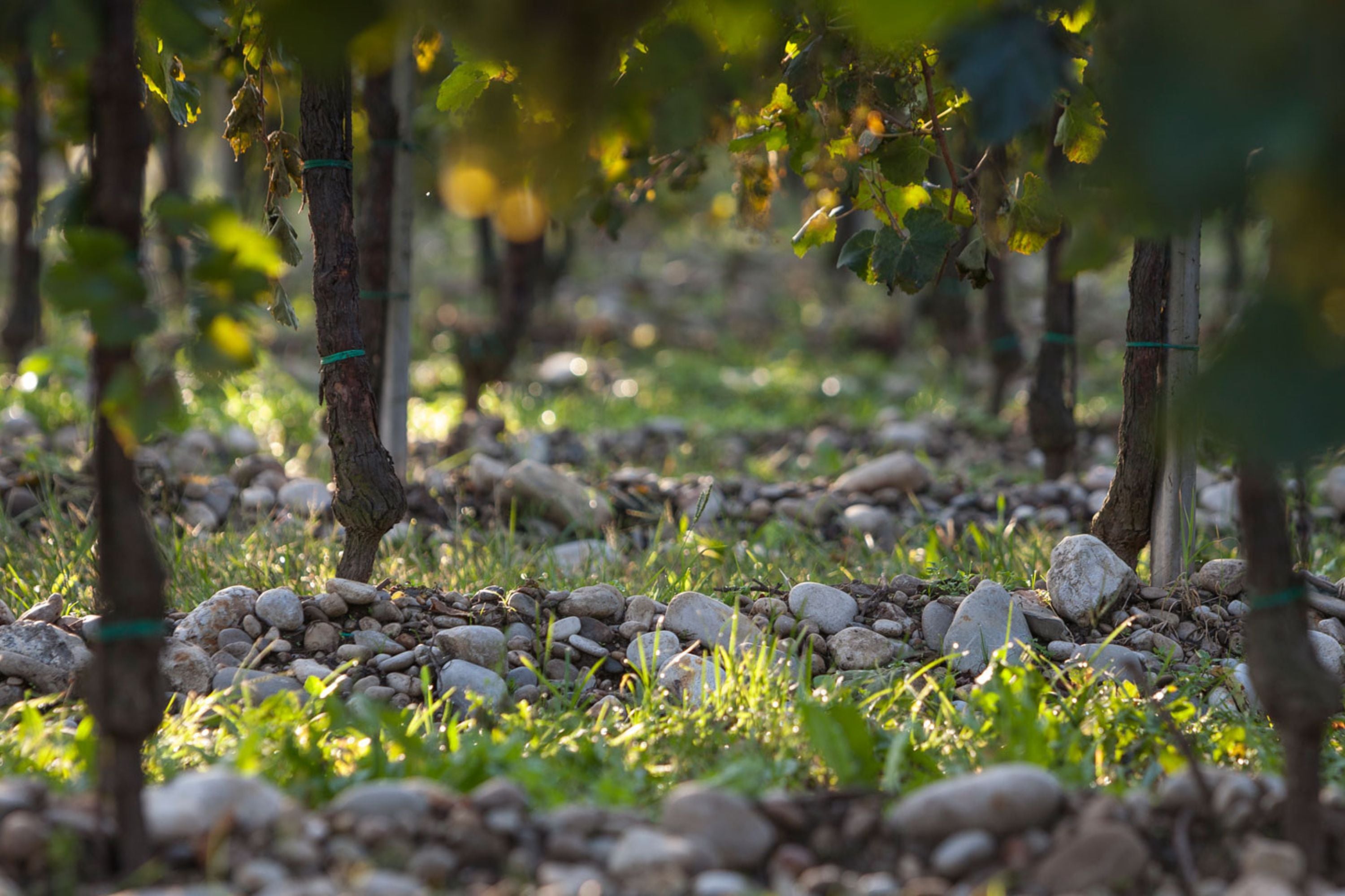 La Jara – Wein unter Freunden