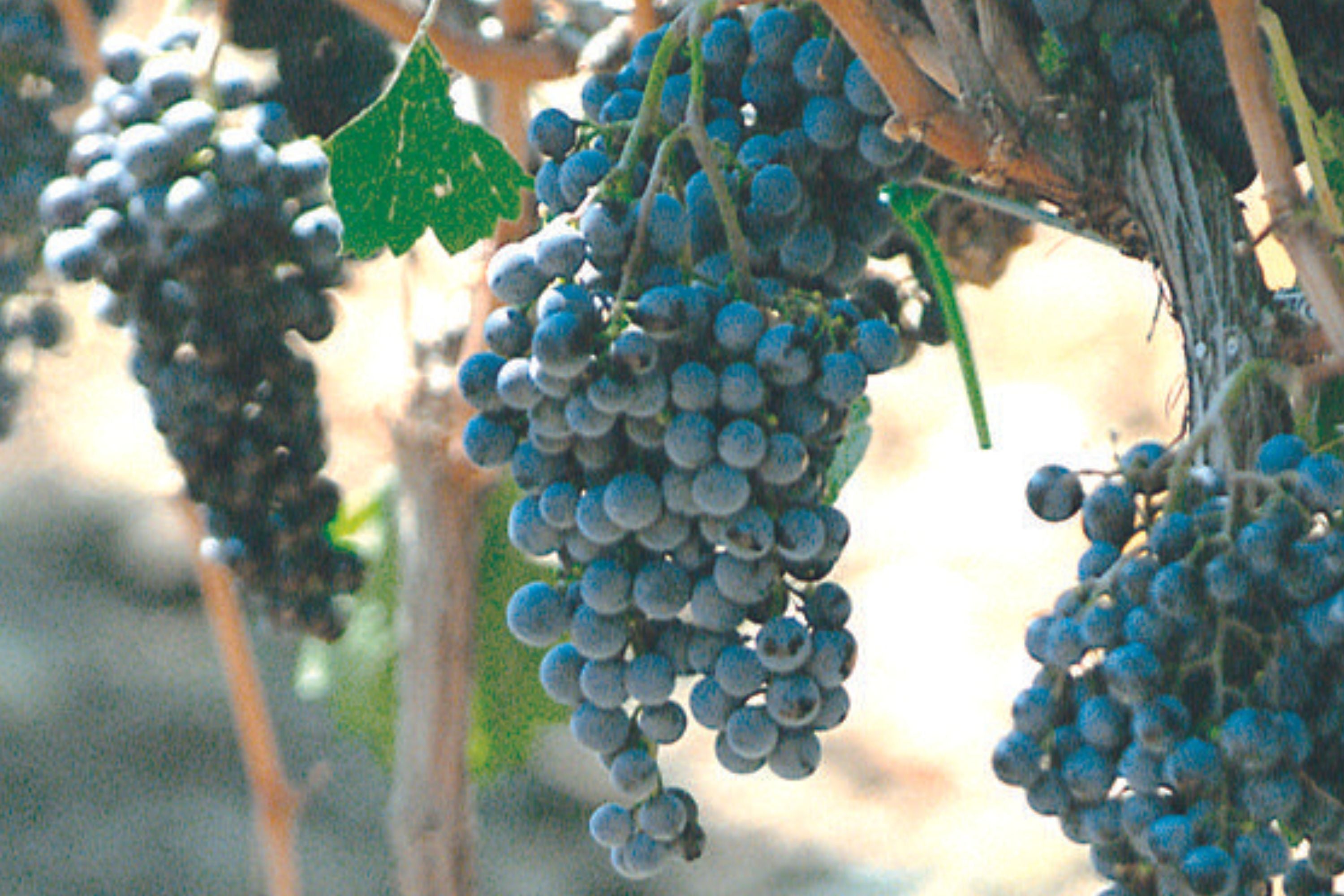 Nero d'Avola – Wein unter Freunden