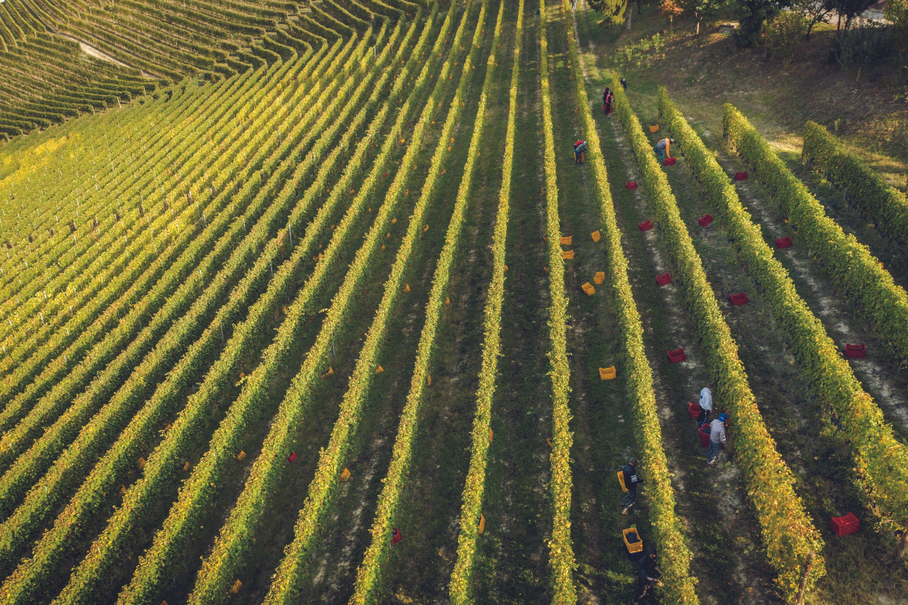 Parusso – Wein unter Freunden