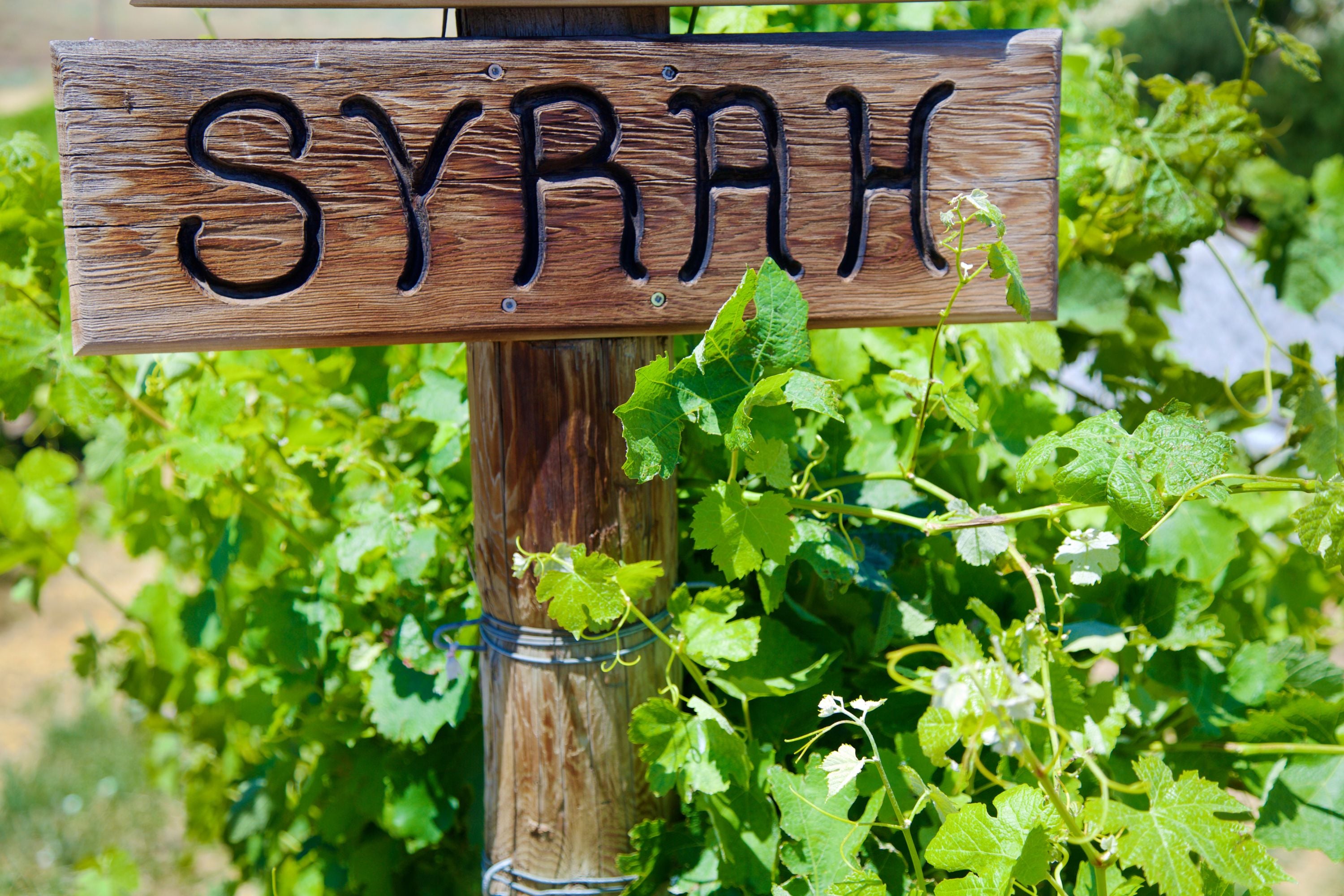 Syrah – Wein unter Freunden