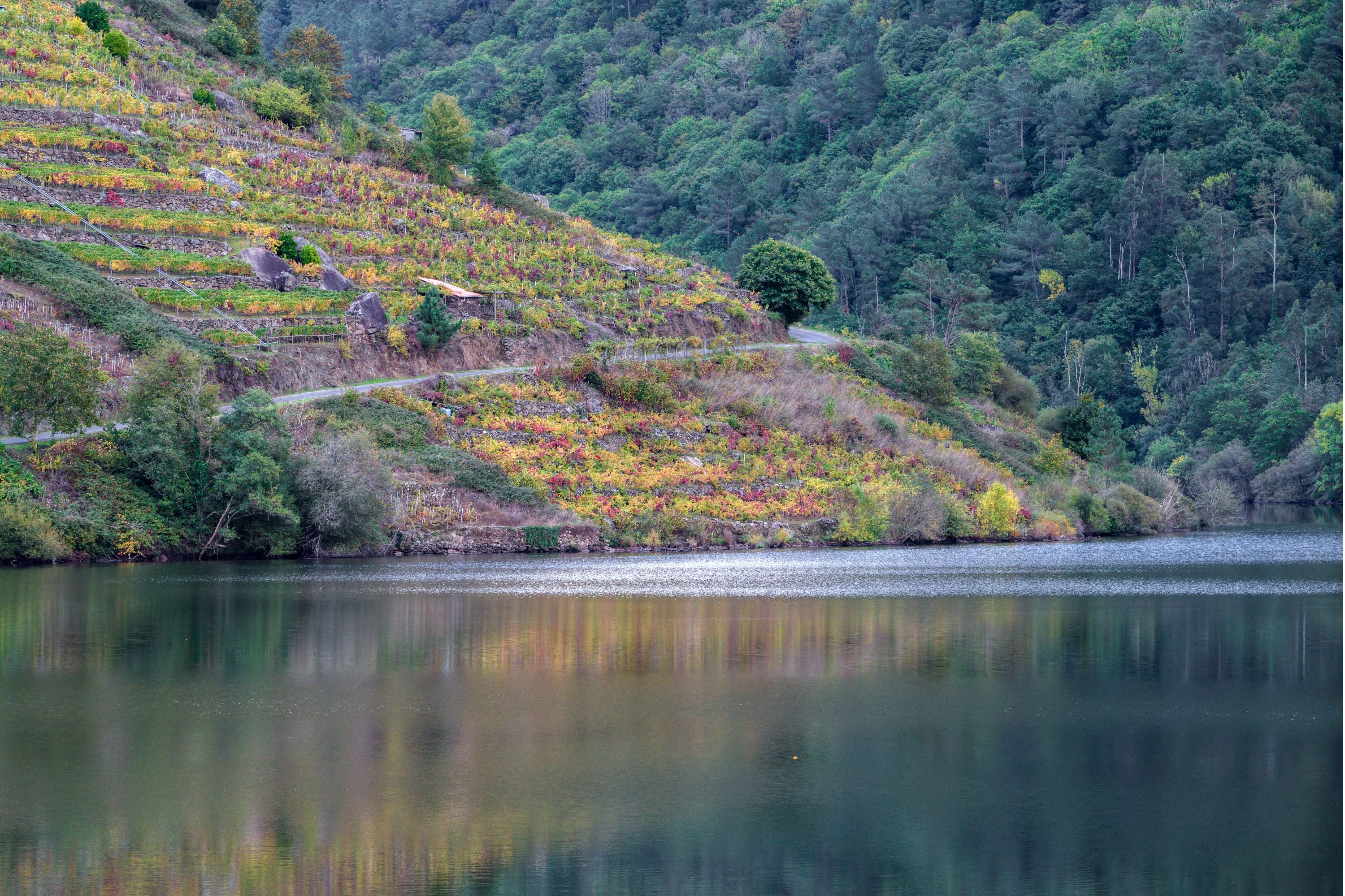 Vinho Verde – Wein unter Freunden