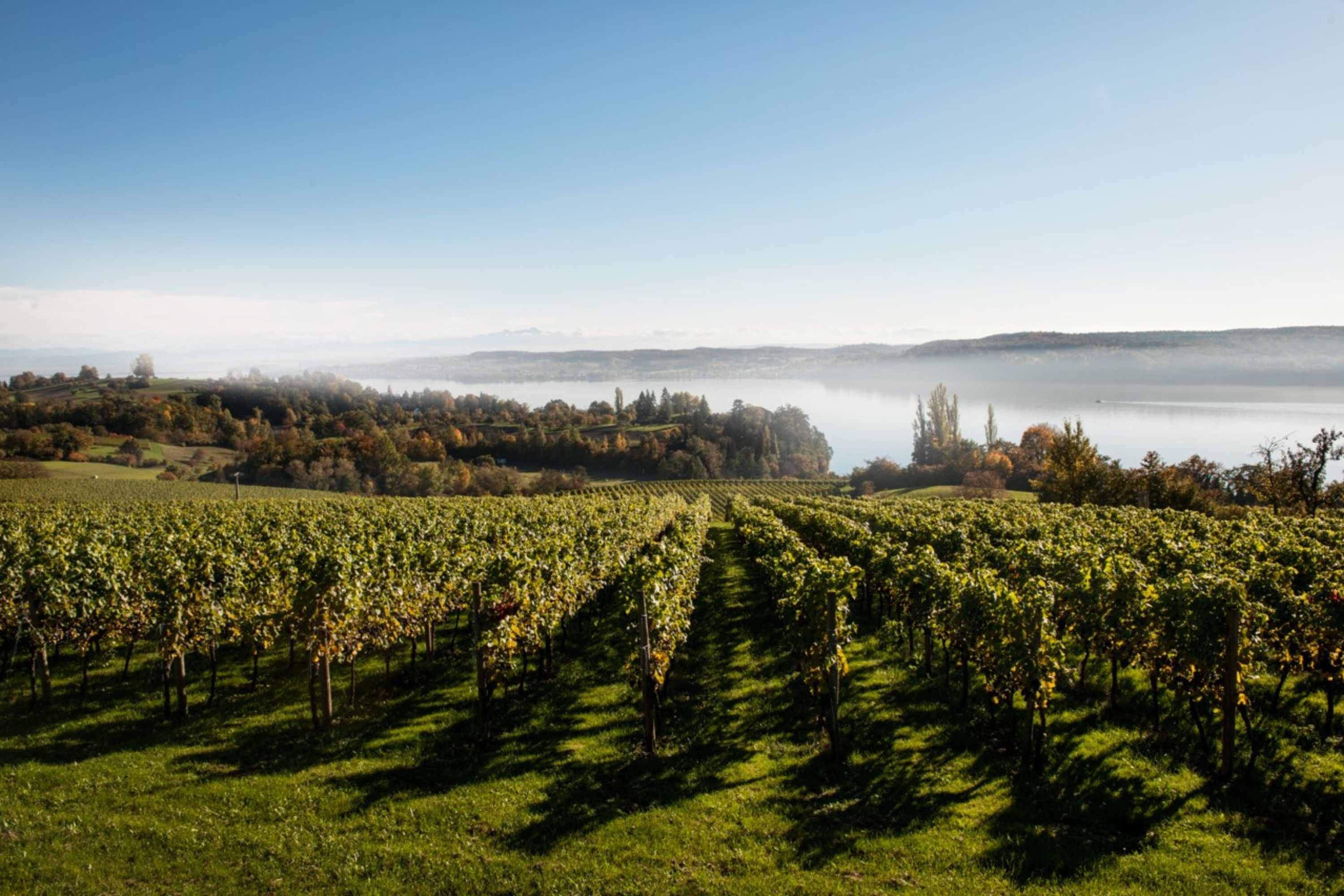 Weingut Kress – Wein unter Freunden