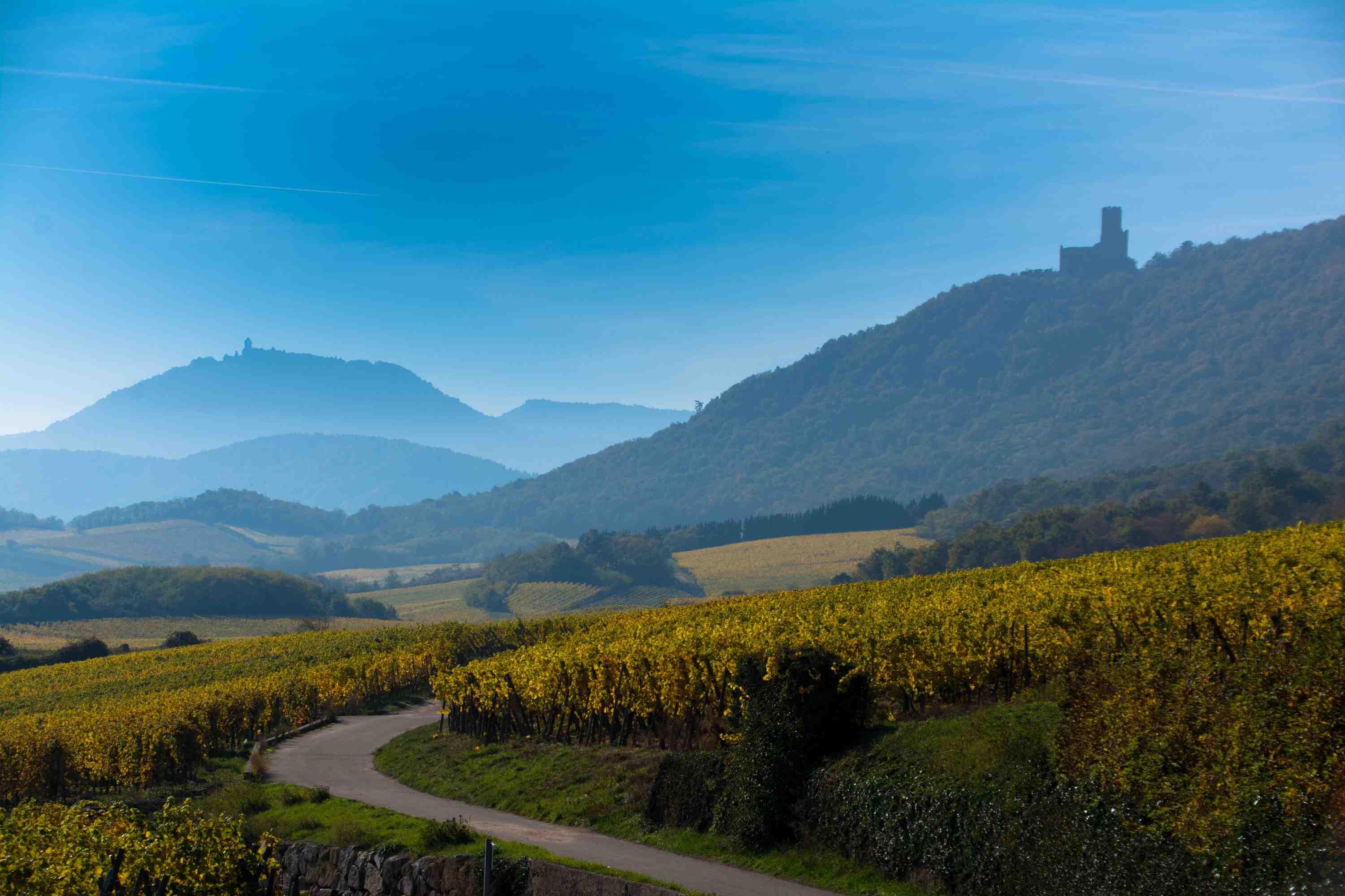 Elsass – Wein unter Freunden