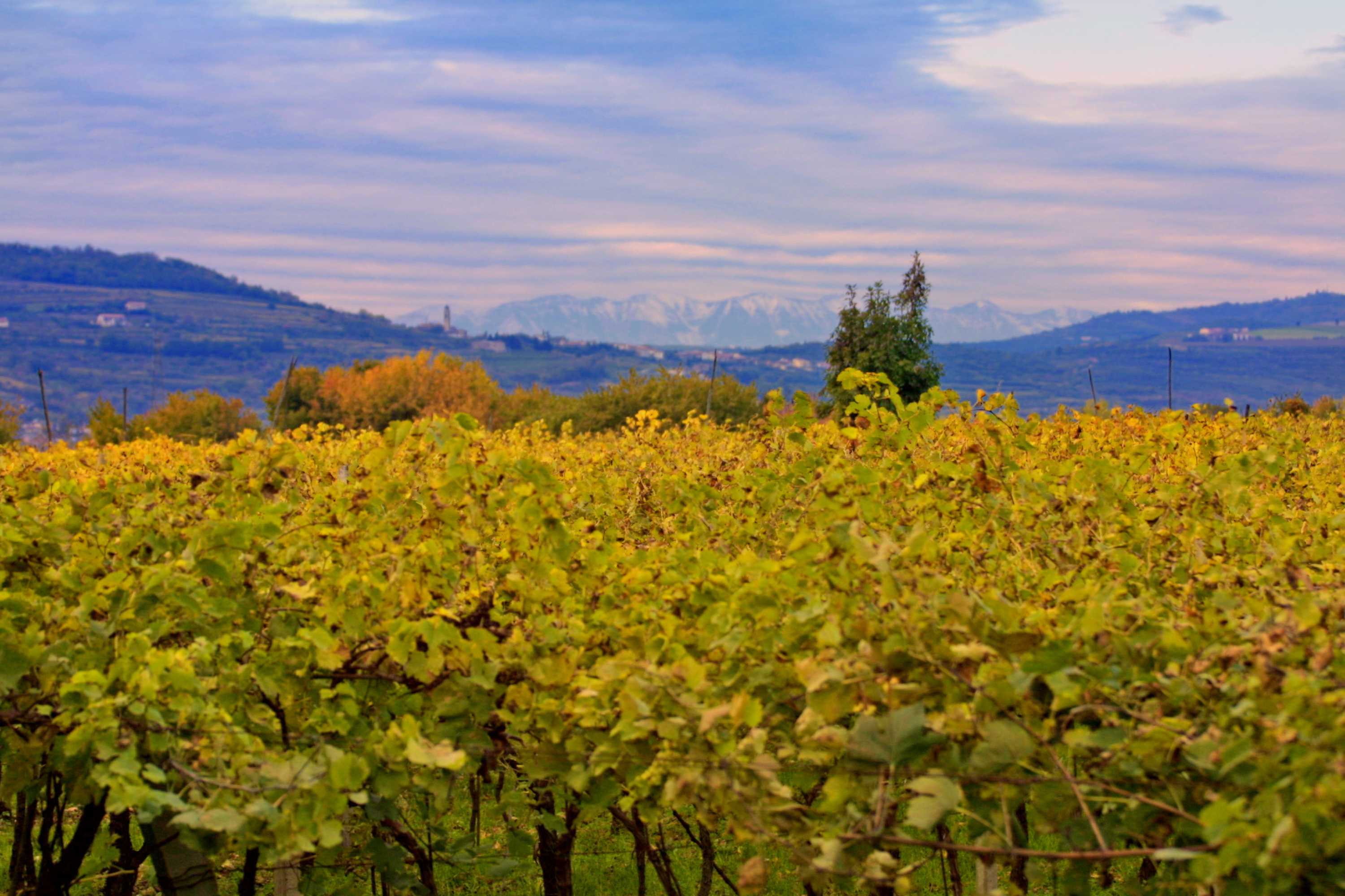 Gino Fasoli – Wein unter Freunden