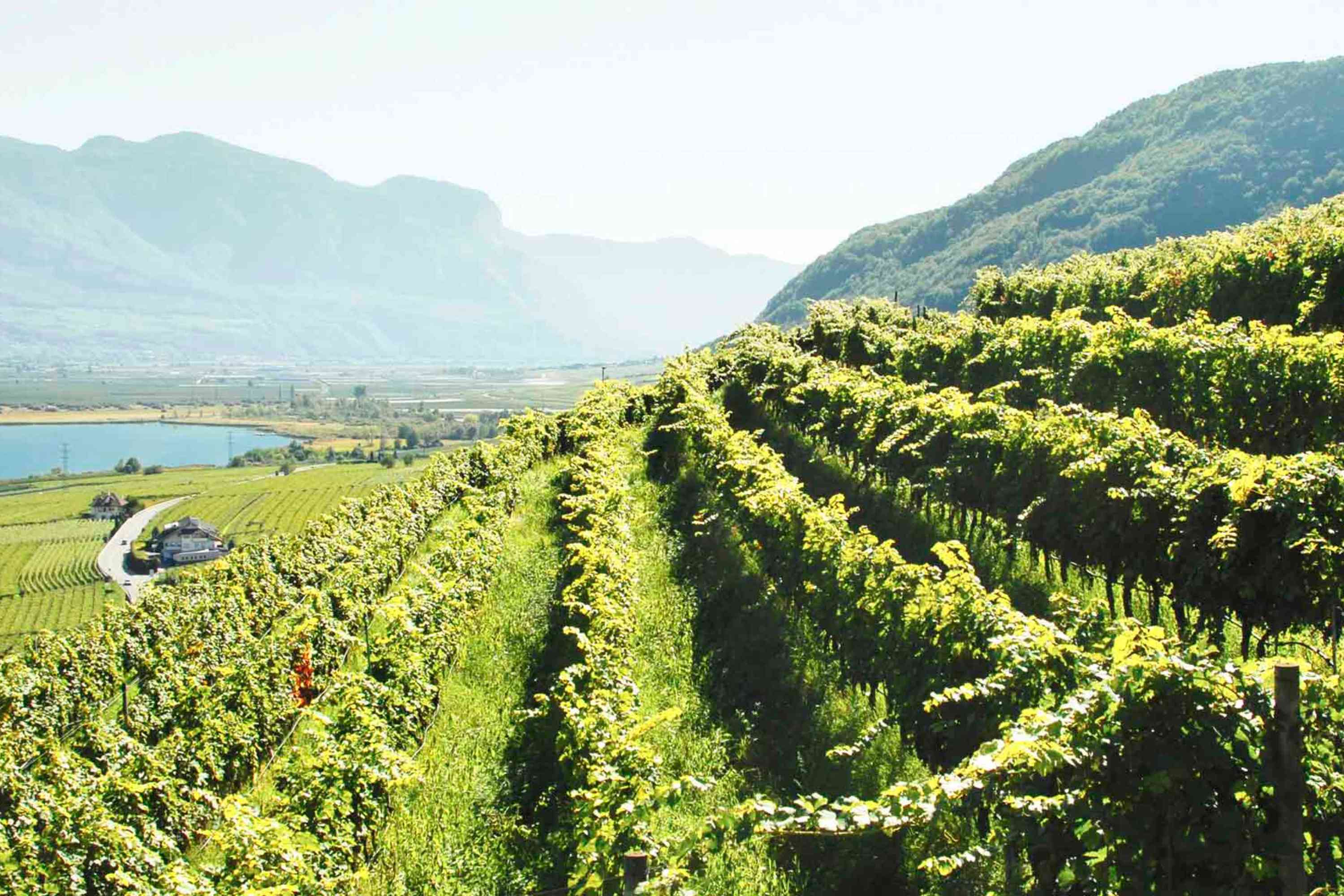 Alois Lageder – Wein unter Freunden
