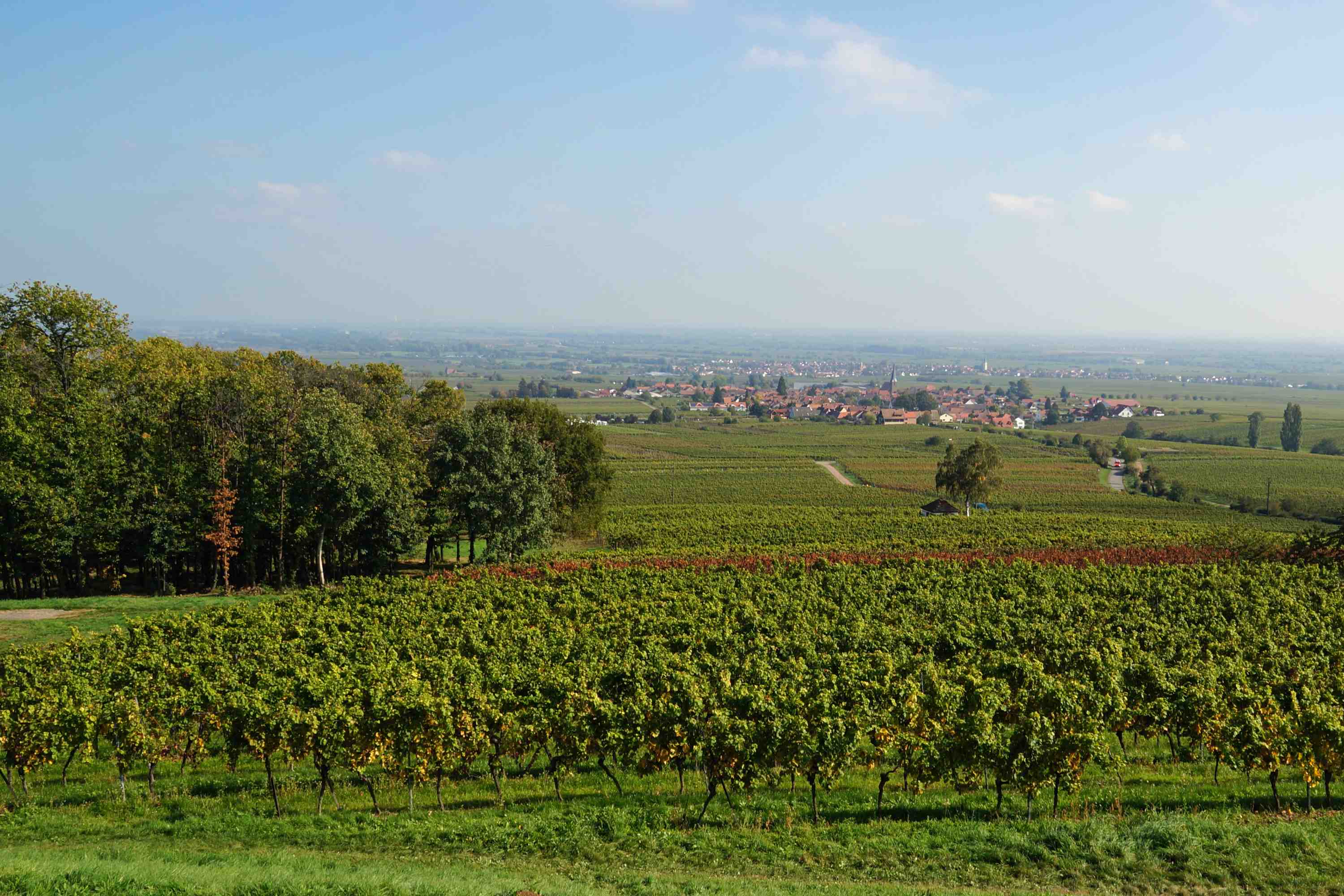 Pfalz – tagged "Weißwein"– Wein unter Freunden