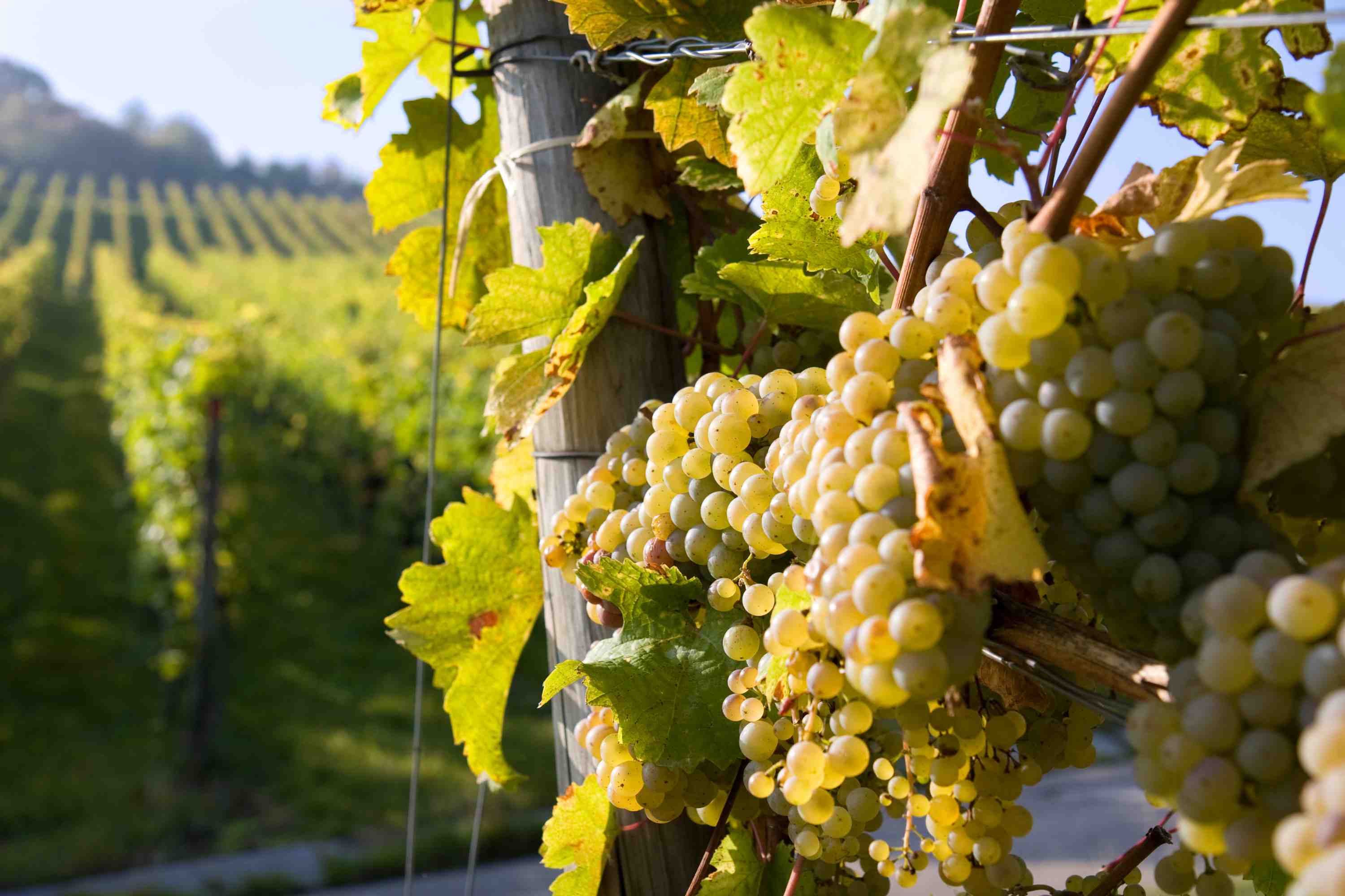 Pinot Blanc – Wein unter Freunden