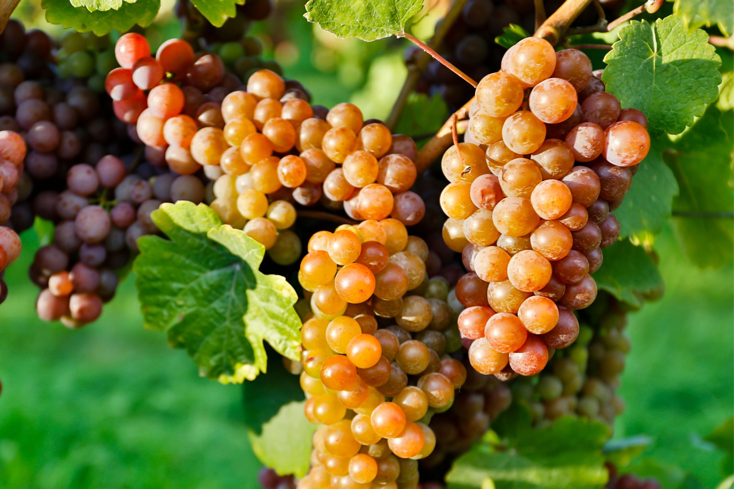 Pinot Grigio | Grauburgunder – Wein unter Freunden