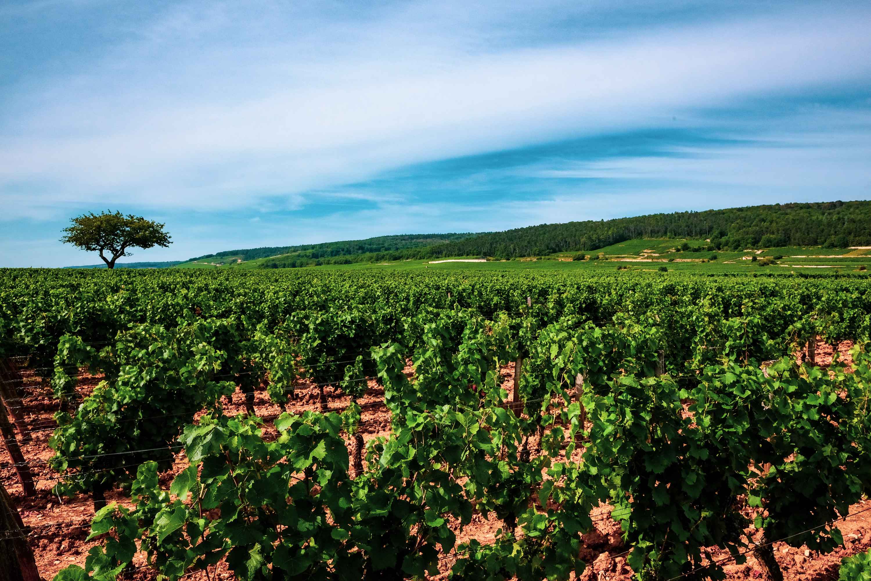 Frankreich – tagged "Schaumwein"– Wein unter Freunden